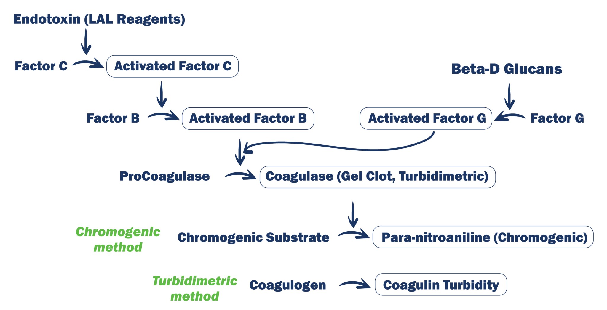 Bacterial Endotoxins Test - Eagle